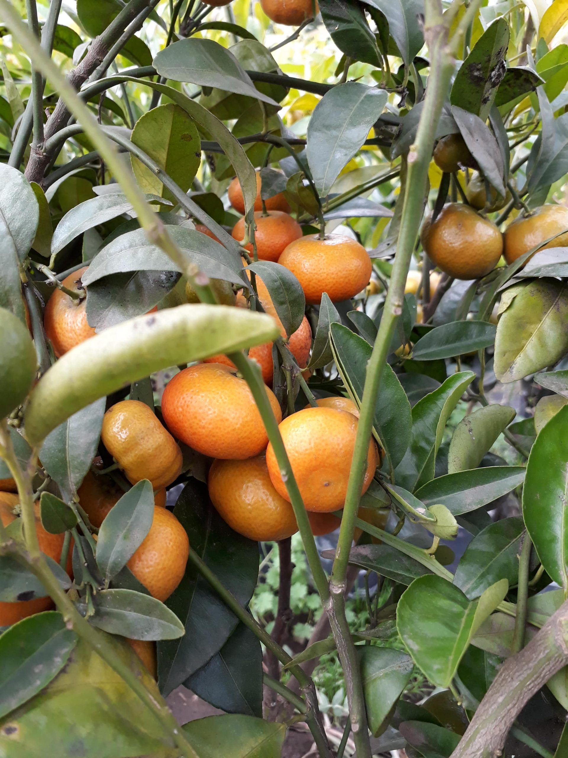 Mandarinas – Los esperamos en Santo Domingo…